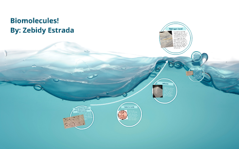 Biomolecules! by Zebidy Estrada on Prezi