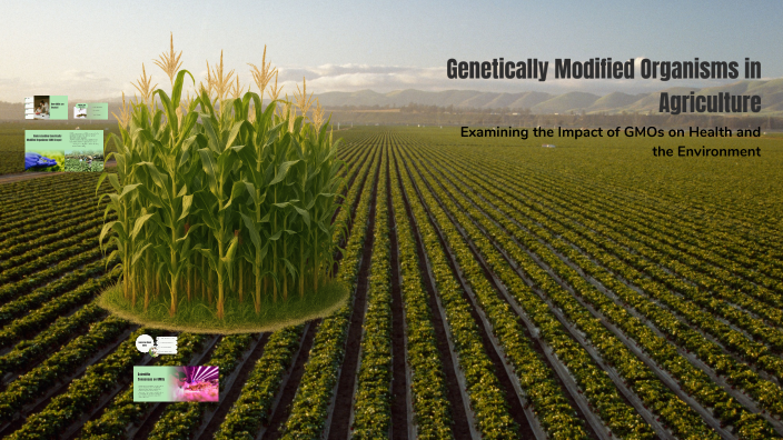 Genetically Modified Organisms in Agriculture by Matthew Eppler on Prezi