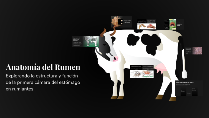 Anatomía del Rumen by Giovanny Garcia on Prezi
