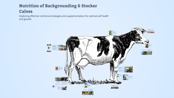 Nutrition of Backgrounding & Stocker Calves by John Paterson on Prezi