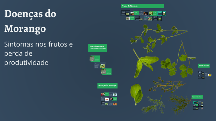 Doenças do Morango by Yuri Matos on Prezi