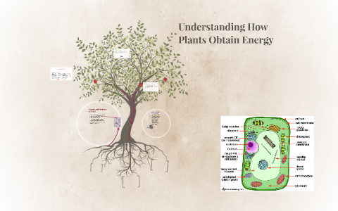 Understanding How Plants Obtain Energy by sms sms on Prezi