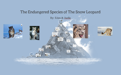 The Endangered Species of the Snow Leopard by Deborah Marshall on Prezi