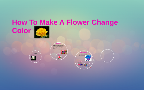 How To Make A Flower Change Color by maricela olivares on Prezi