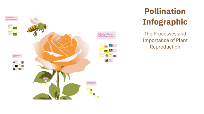 Pollination Infographic by ritika shukla on Prezi