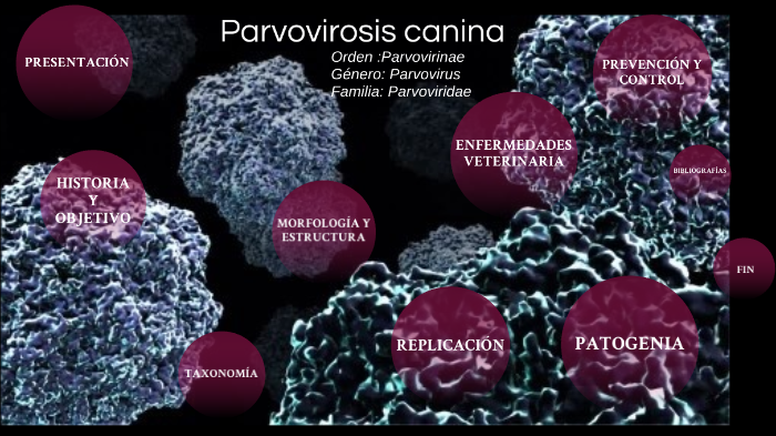 Parvoviridae by Kin Burgos Domínguez on Prezi