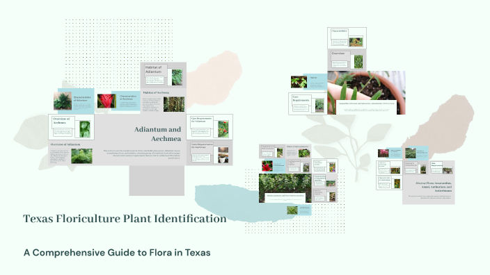 Texas Floriculture Plant Identification by Noland Guerra on Prezi