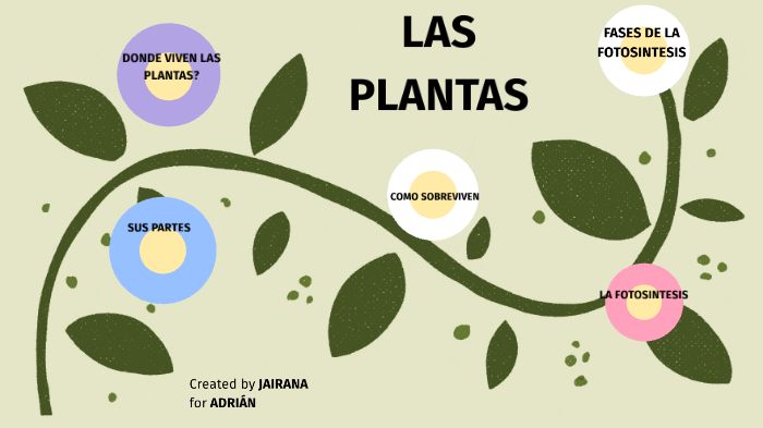 las plantas y la fotosintesis by adrian granados rivera on Prezi