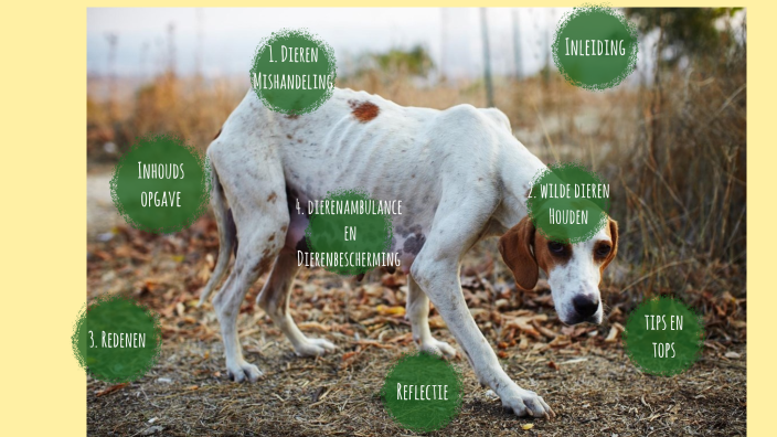 Dierenmishandeling by Filou Mauritz on Prezi