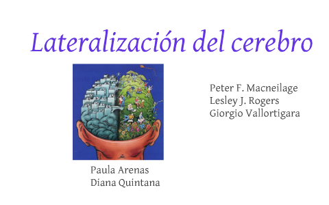 LATERALIZACIÓN DEL CEREBRO by paula arenas on Prezi