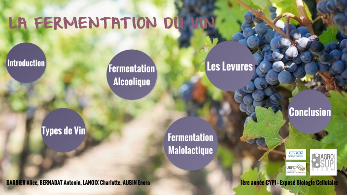 La fermentation du vin by Enora AUBIN on Prezi Next