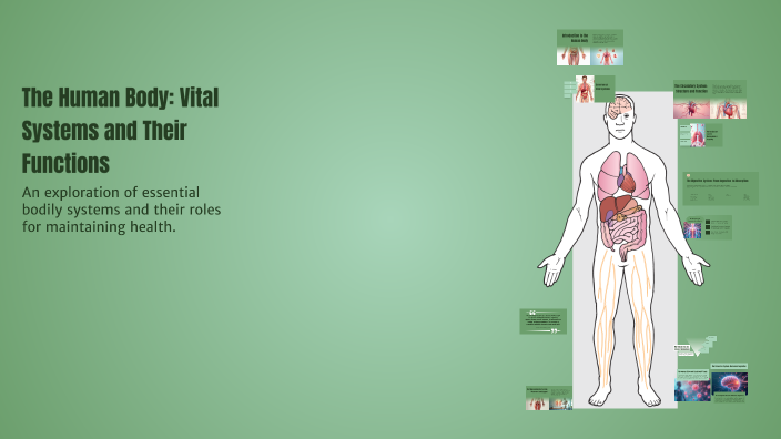 The Human Body: Vital Systems and Their Functions by daniel avraham on ...
