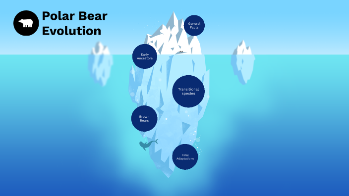 Polar Bear Evolution by Noelle Egdamin on Prezi