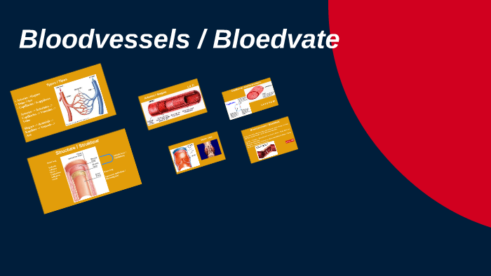 Bloodvessels / Bloedvate by Sunelle Jooste on Prezi