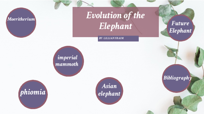 The Evolution Of Elephant by Lillian Fraim on Prezi