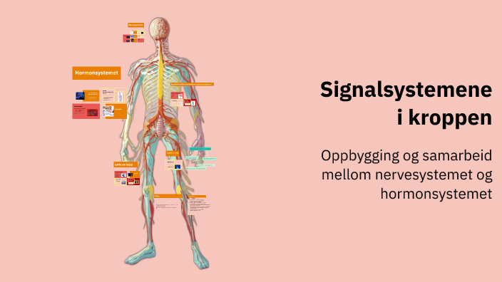 Signalsystemene i kroppen by Helene Warg on Prezi