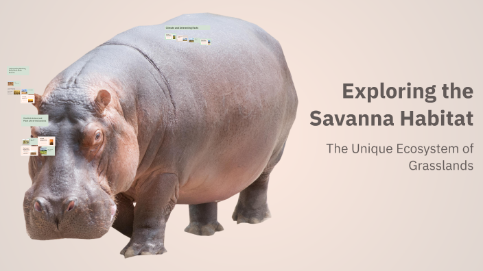 Exploring the Savanna Habitat by Chancey Latimer on Prezi