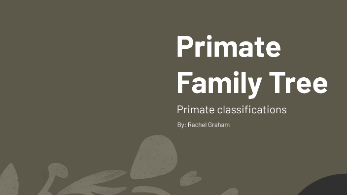 Primate Family Tree by Rachel Graham on Prezi