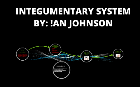 INTEGUMENTARY SYSTEM by ian johnson on Prezi
