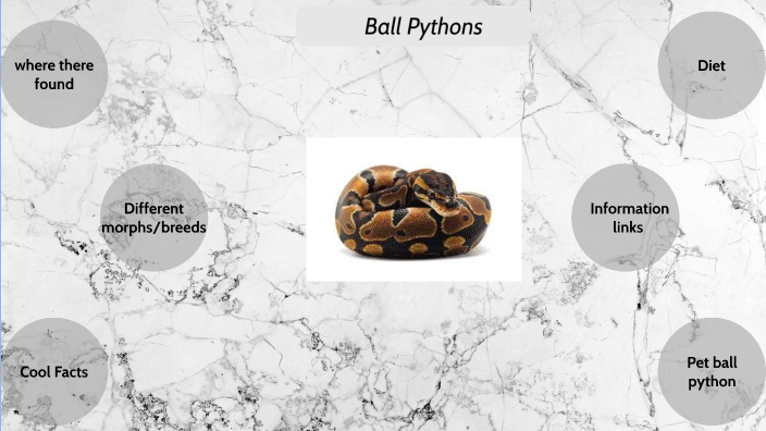 Ball pythons by CRYSTAL CORTEZ on Prezi