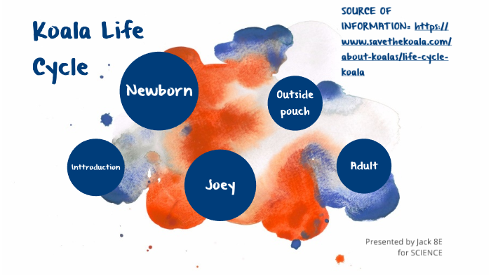 KOALA LIFE CYCLE by Jack Maskell on Prezi Next