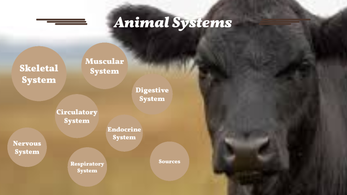 Animal Systems by Lyndsey Mekelburg on Prezi