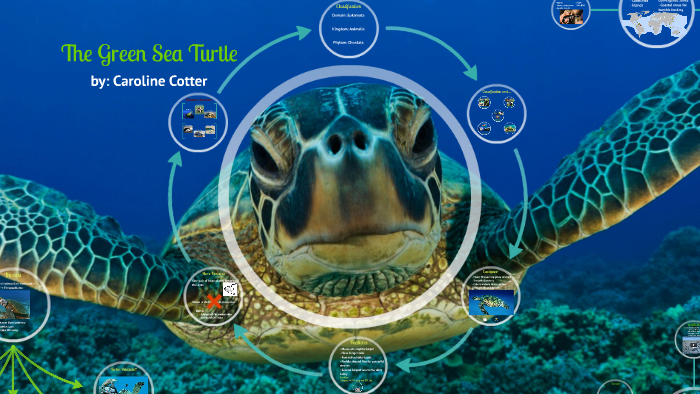 Green Sea Turtle by on Prezi
