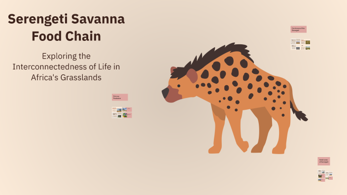 Serengeti Savanna Food Chain by Mark Barker on Prezi