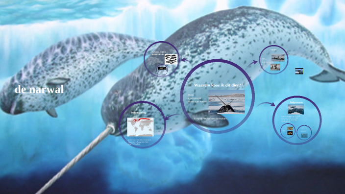 Narwal by Kristof Mommaert on Prezi