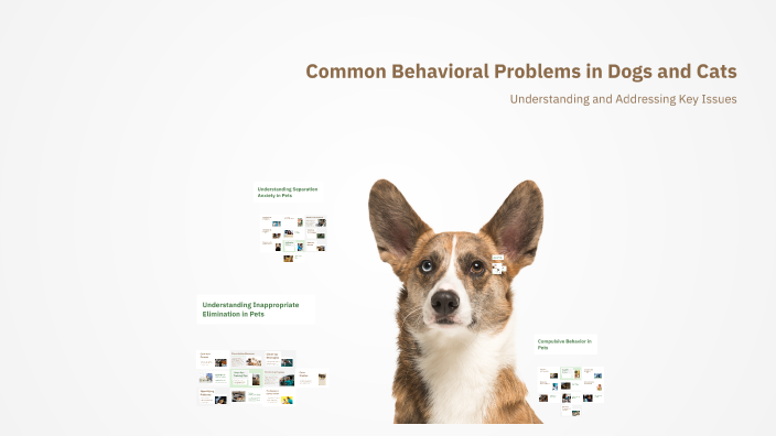 Common Behavioral Problems in Dogs and Cats by Mojtaba Hadi on Prezi