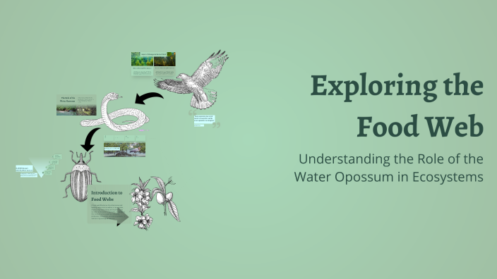 Exploring the Food Web by Mateo Rodriquez on Prezi