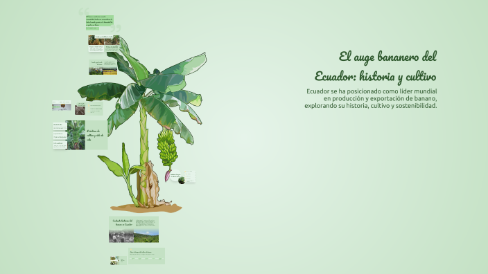 El auge bananero del Ecuador: historia y cultivo by Tifanny Mishell ...