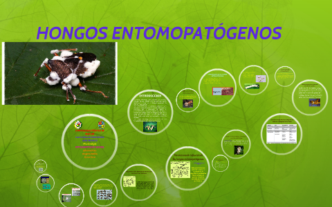 HONGOS ENTOMOPATÓGENOS by BYRON JAVIER VERA MENDOZA on Prezi