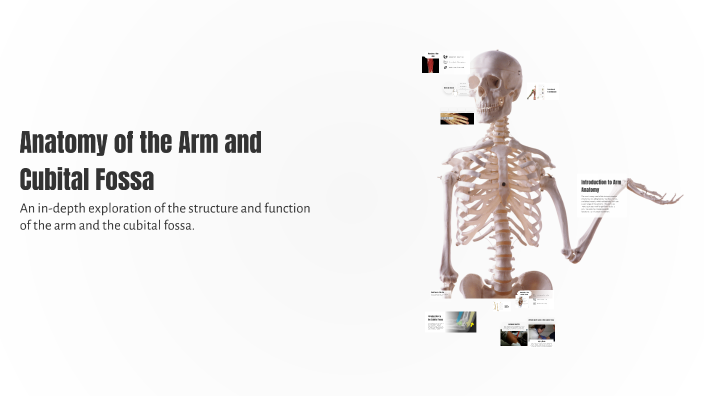 Anatomy of the Arm and Cubital Fossa by Hamed Mohamed on Prezi