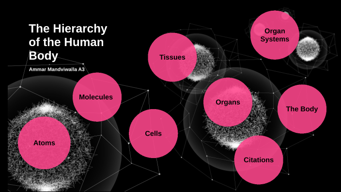 Unit 3 Lab - The Hierarchy of the Human Body by Ammar Mandviwalla on Prezi