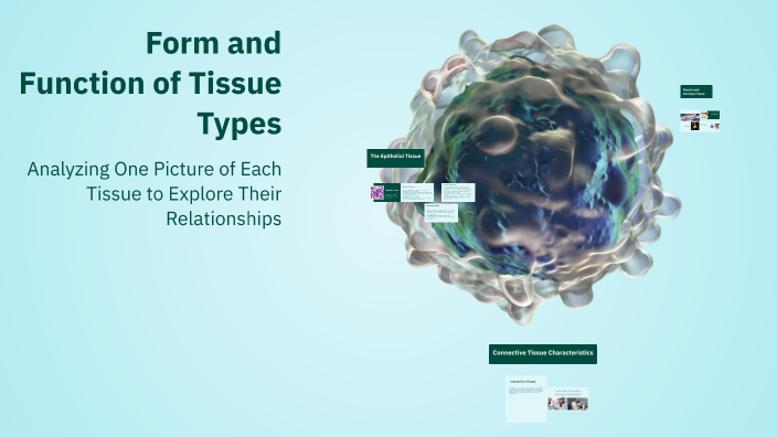 Form and Function of Tissue Types by Sydney Seitz on Prezi
