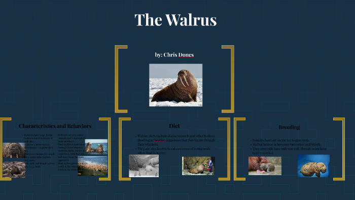 Walrus Infographic by Chris Dones on Prezi