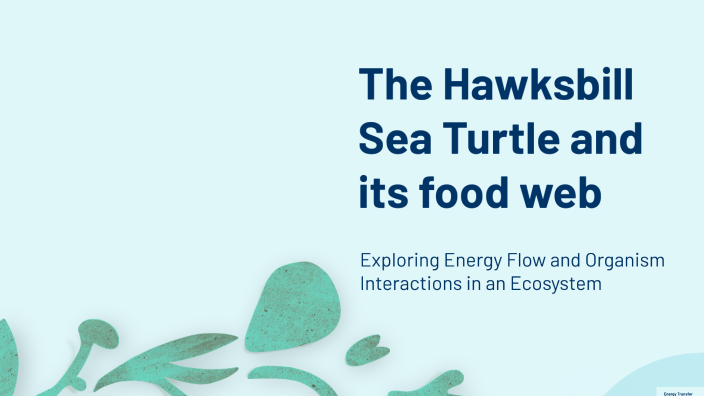 The Hawksbill Sea Turtle and Its Custom Food Web by Charles Holmes on Prezi
