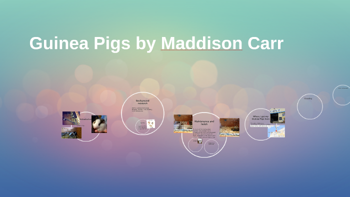 Guinea Pigs by Maddison Carr by Maddison Carr on Prezi