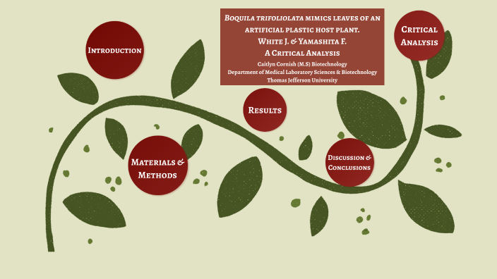 The Mimicry of vine Boquila trifoliolata by Caitlyn Cornish on Prezi