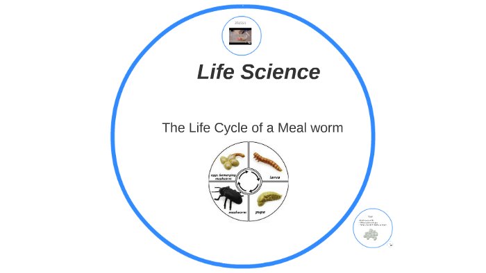 The Life Cycle of a Mealworm by Professional Writing on Prezi