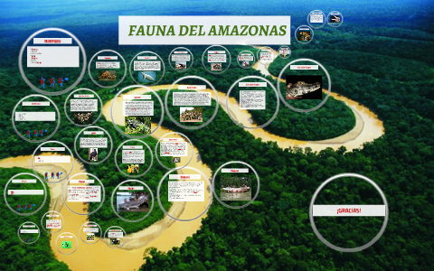 FAUNA DEL AMAZONAS by santiago rojas home