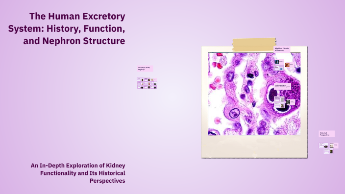 The Human Excretory System: History, Function, and Nephron Structure by ...