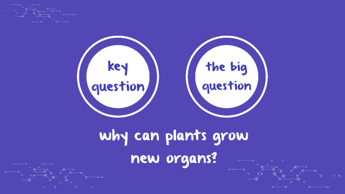 Science Project: The Big Question - Why Can Plants Grow New Organs? by ...