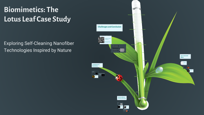 Biomimetics: The Lotus Leaf Case Study by Andrew Karim on Prezi