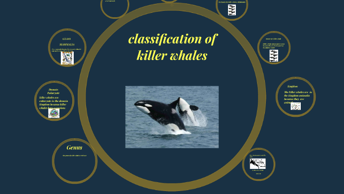 classification of killer whales by alex flores