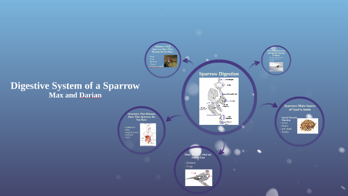 Digestive System of a Sparrow by max Menke on Prezi