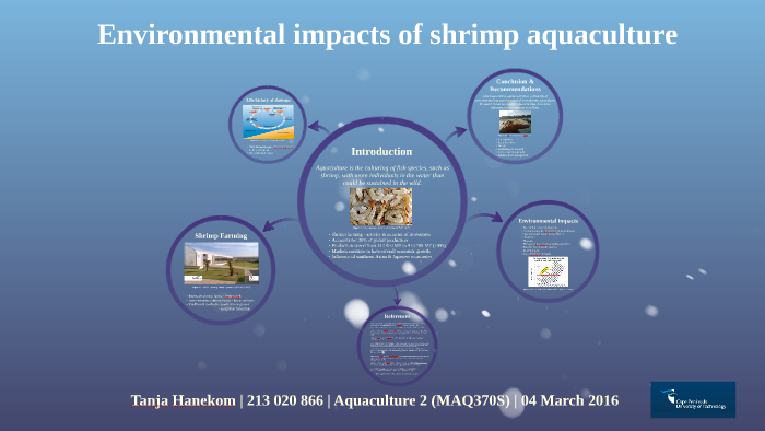 Environmental impacts of shrimp aquaculture by Tanja Hanekom on Prezi