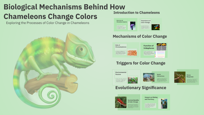 Biological Mechanisms Behind How Chameleons Change Colors by Zach ...