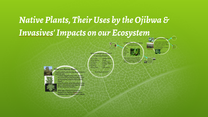 Native Plants, Their Uses by the Ojibewa & Invasives by Heather Bradway ...